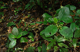 Forest Understory 6 | Page 2 | Vertical Garden Patrick Blanc