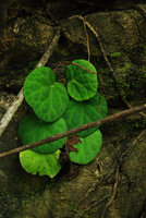 Begonias | Page 4 | Vertical Garden Patrick Blanc