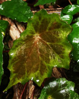 BEGONIAS 2 | Page 5 | Vertical Garden Patrick Blanc