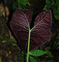 FOREST UNDERSTORY 4 | Page 6 | Vertical Garden Patrick Blanc