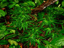 Rocks and Inselbergs | Page 4 | Vertical Garden Patrick Blanc