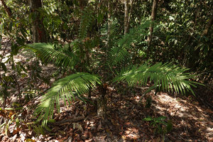 Forest Understory 2 | Page 12 | Vertical Garden Patrick Blanc