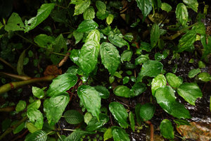 Rocks and Inselbergs 2 | Page 3 | Vertical Garden Patrick Blanc