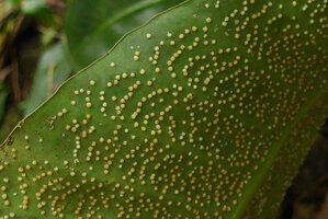 Reliefs karstiques | Page 6 | Vertical Garden Patrick Blanc