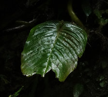 Rocks and Inselbergs 2 | Page 3 | Vertical Garden Patrick Blanc