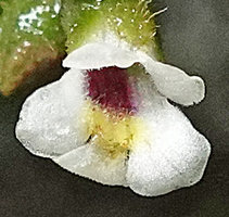 Rocks and Inselbergs 2 | Page 3 | Vertical Garden Patrick Blanc