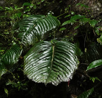 Rocks and Inselbergs 2 | Page 3 | Vertical Garden Patrick Blanc