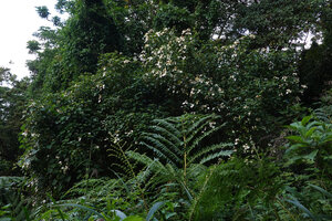 Flowers 2 | Page 9 | Vertical Garden Patrick Blanc