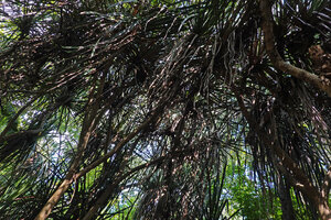 FOREST UNDERSTORY 3 | Page 12 | Vertical Garden Patrick Blanc