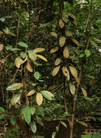 Forest Understory 2 | Page 13 | Vertical Garden Patrick Blanc