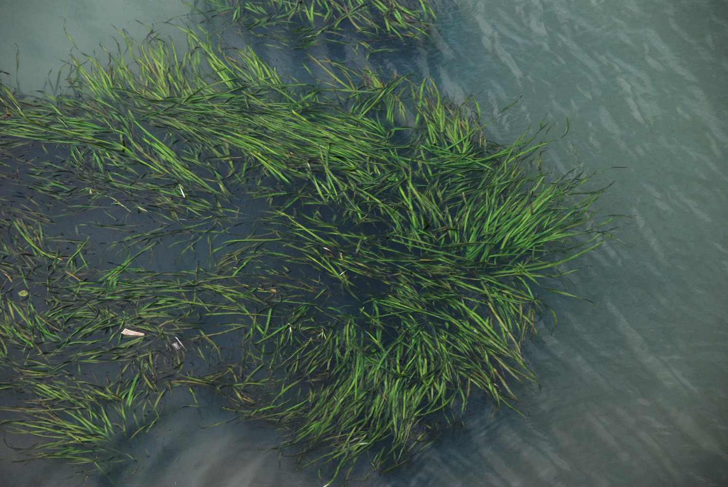 Aquatiques et Rhéophytes | Page 4 | Vertical Garden Patrick Blanc