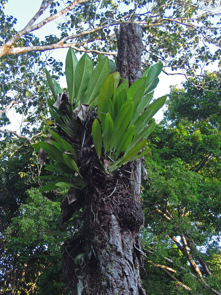 Epiphytes | Page 6 | Vertical Garden Patrick Blanc