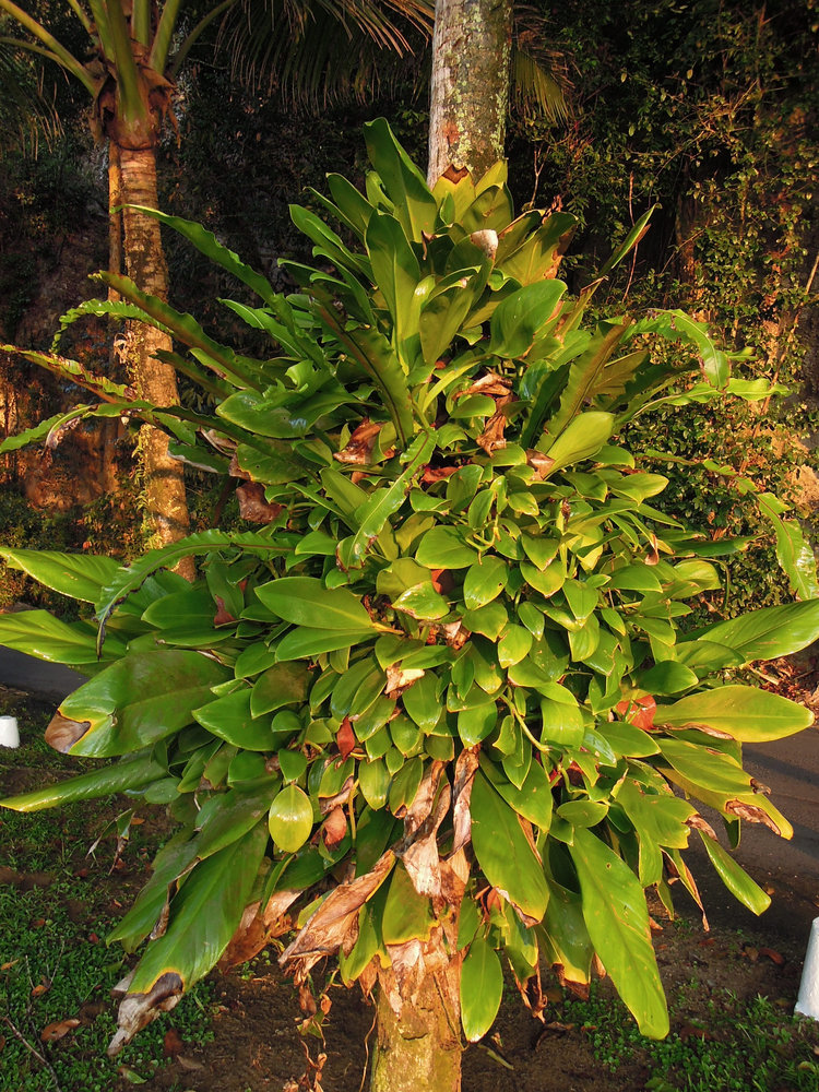 Epiphytes | Page 6 | Vertical Garden Patrick Blanc