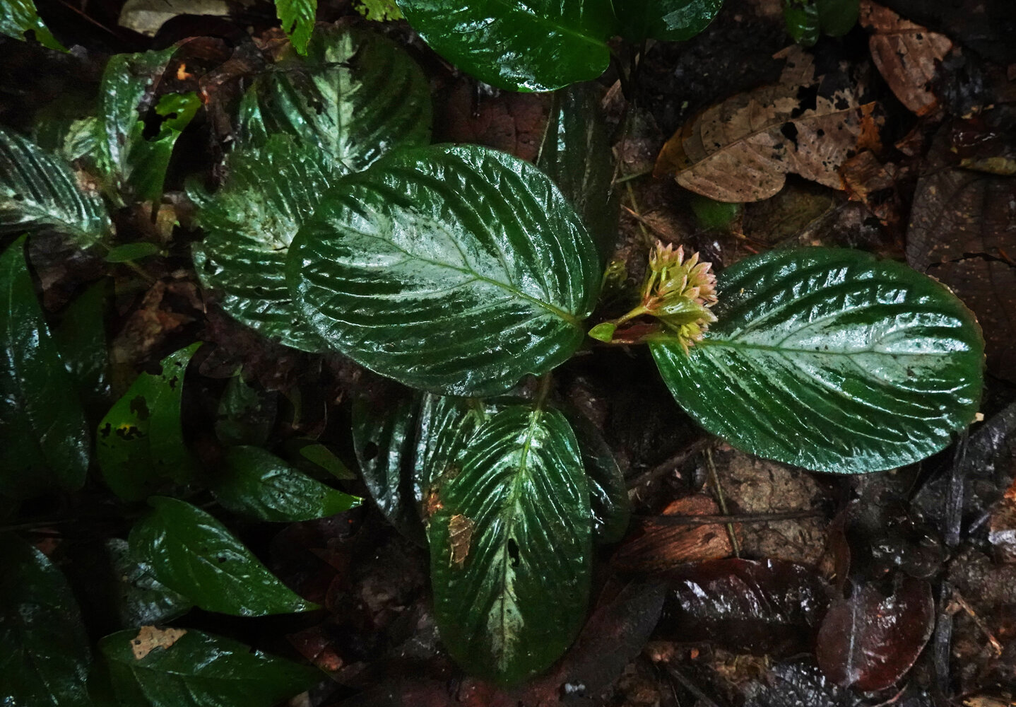 Forest Understory 6 | Vertical Garden Patrick Blanc