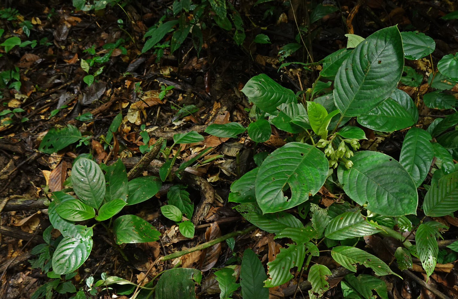 Forest Understory 6 | Page 2 | Vertical Garden Patrick Blanc