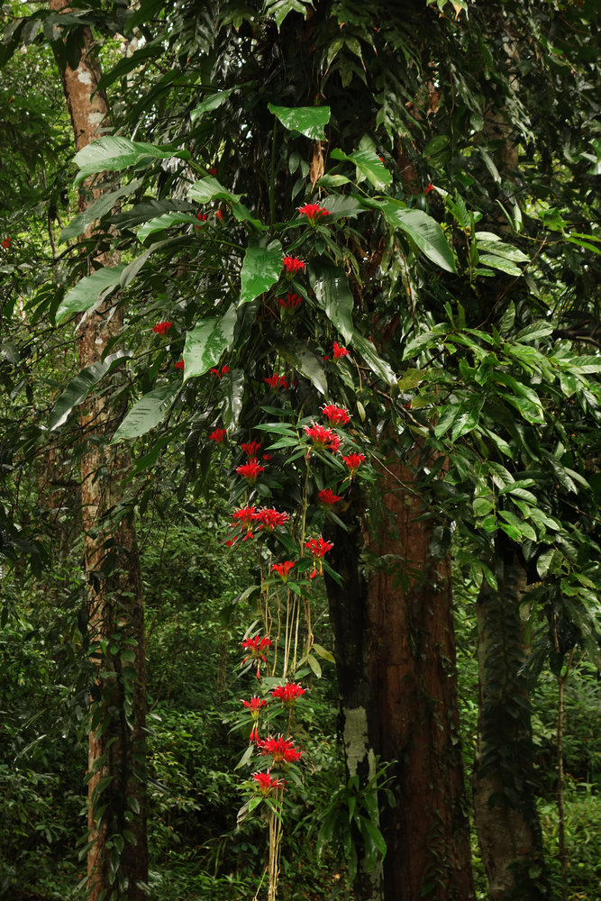 Epiphytes | Page 12 | Vertical Garden Patrick Blanc