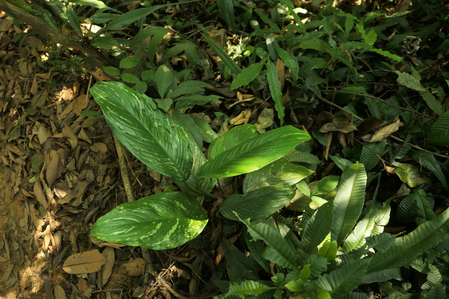 Couleurs et structures des feuilles | Page 8 | Vertical Garden Patrick ...