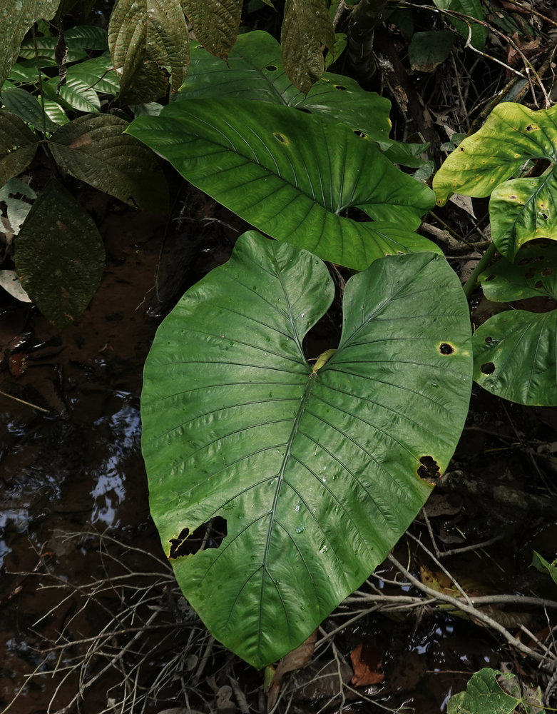 Forest Understory 2 | Page 11 | Vertical Garden Patrick Blanc