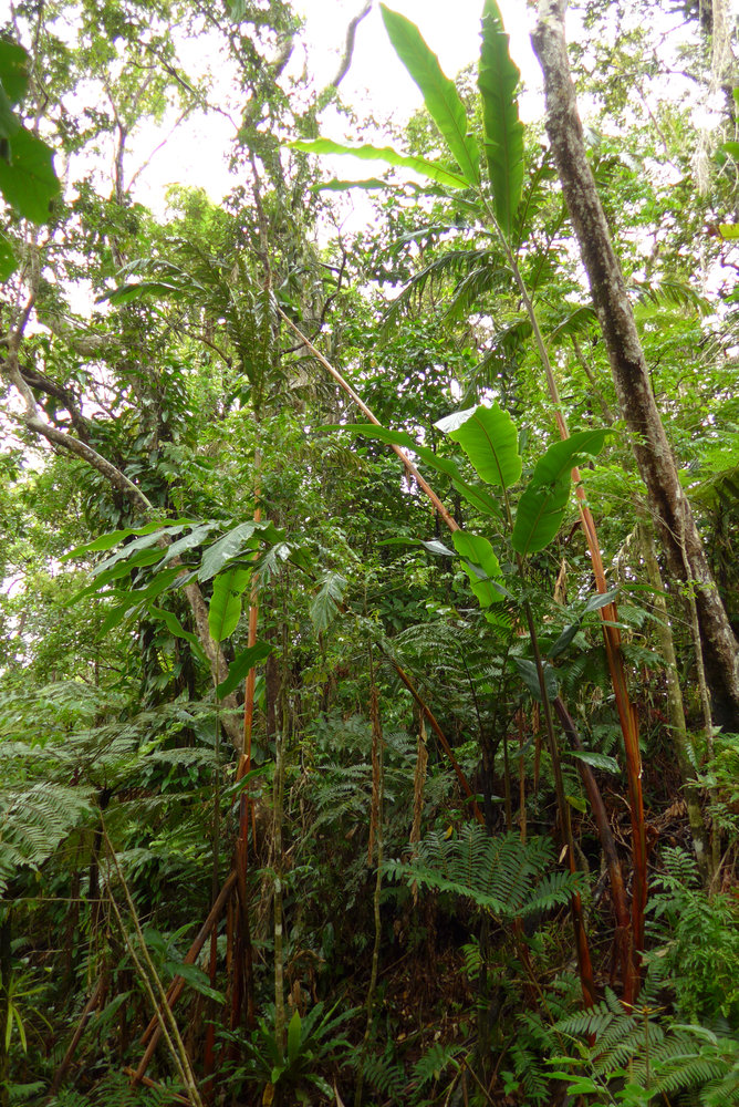 Forest Understory | Page 15 | Vertical Garden Patrick Blanc
