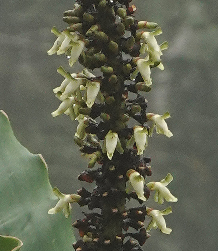 FOREST UNDERSTORY 3 | Page 2 | Vertical Garden Patrick Blanc