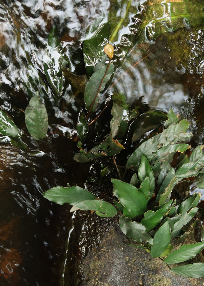 Aquatics and Rheophytes 2 | Page 2 | Vertical Garden Patrick Blanc