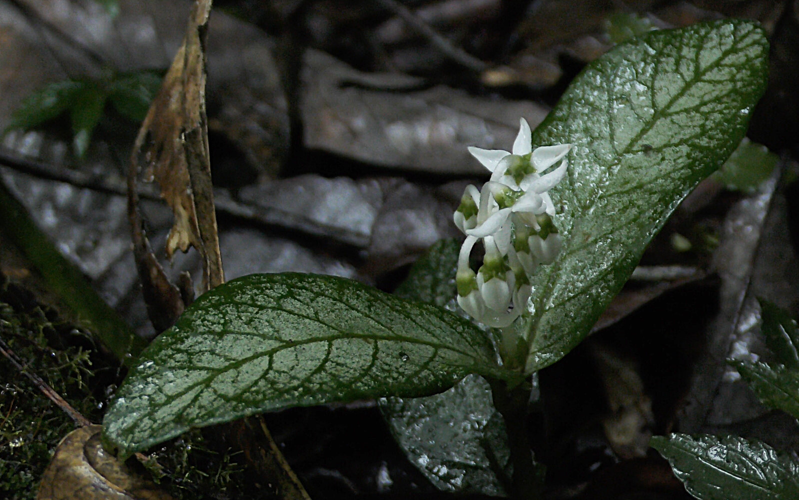 Forest Understory 6 | Page 3 | Vertical Garden Patrick Blanc