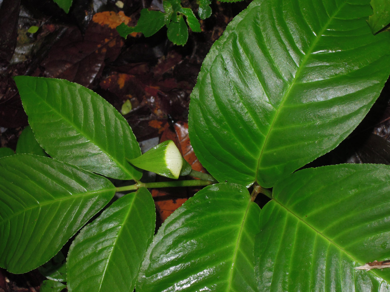 Forest Understory 2 | Page 5 | Vertical Garden Patrick Blanc