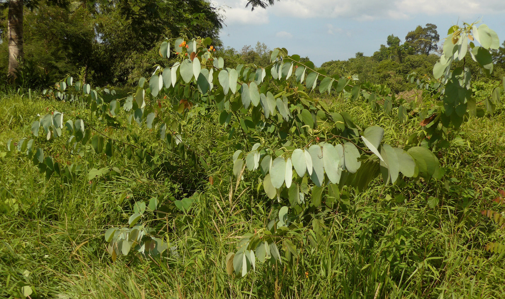 Couleurs et structures des feuilles | Page 9 | Vertical Garden Patrick ...