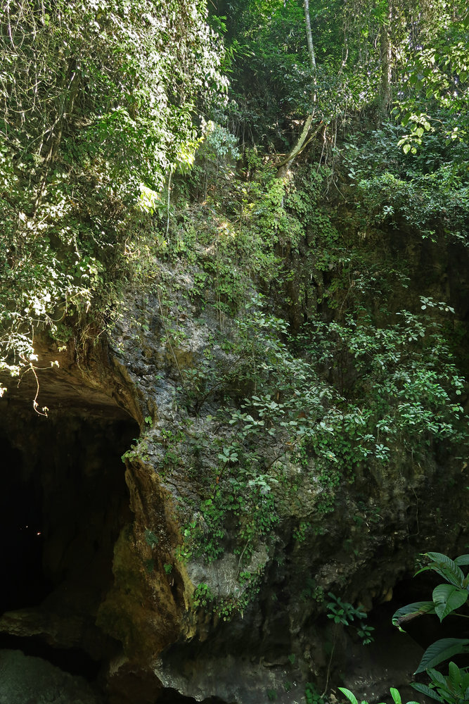 Begonias | Page 12 | Vertical Garden Patrick Blanc