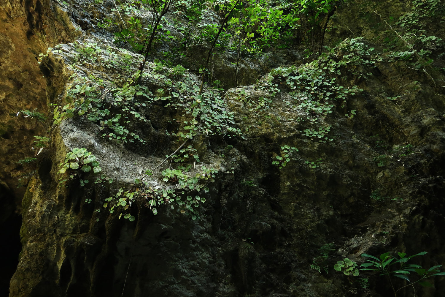 Begonias | Page 13 | Vertical Garden Patrick Blanc