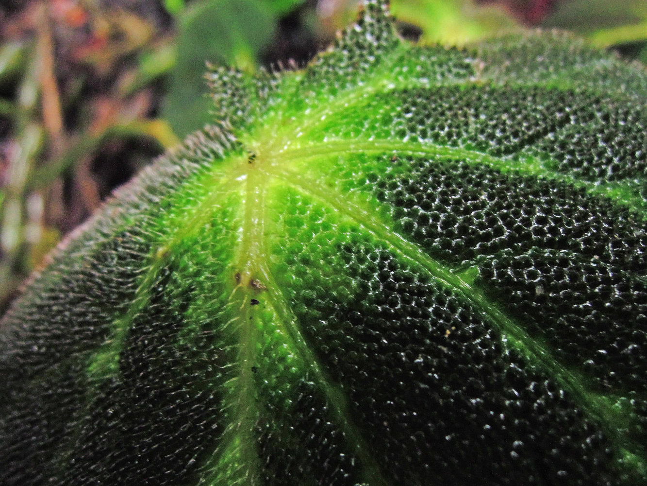 Couleurs et structures des feuilles | Page 10 | Vertical Garden Patrick ...