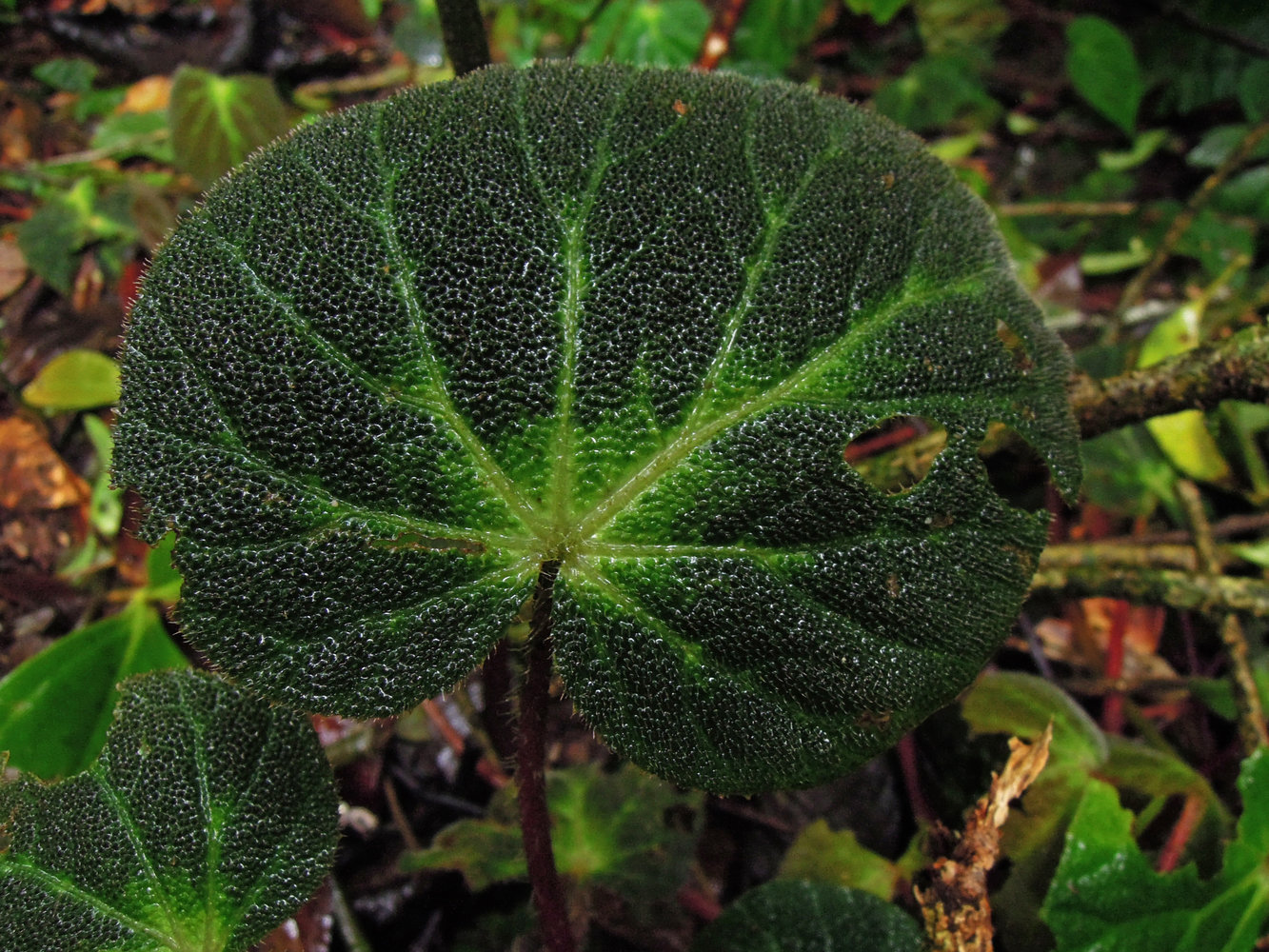 Begonias | Page 7 | Vertical Garden Patrick Blanc