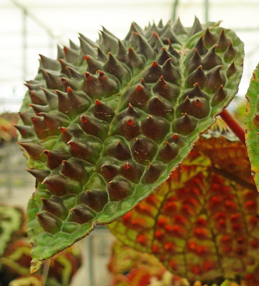 Begonias | Page 7 | Vertical Garden Patrick Blanc