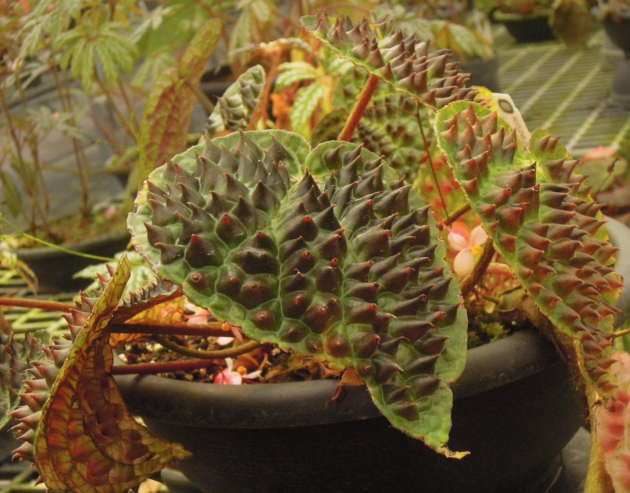 Begonias | Page 7 | Vertical Garden Patrick Blanc