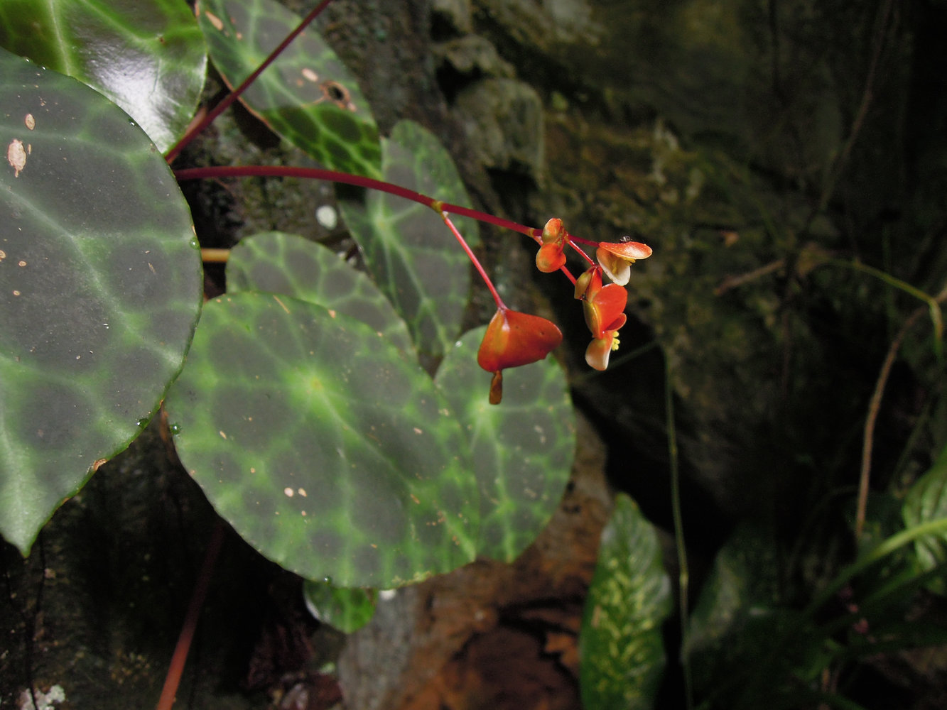 Begonias | Page 7 | Vertical Garden Patrick Blanc
