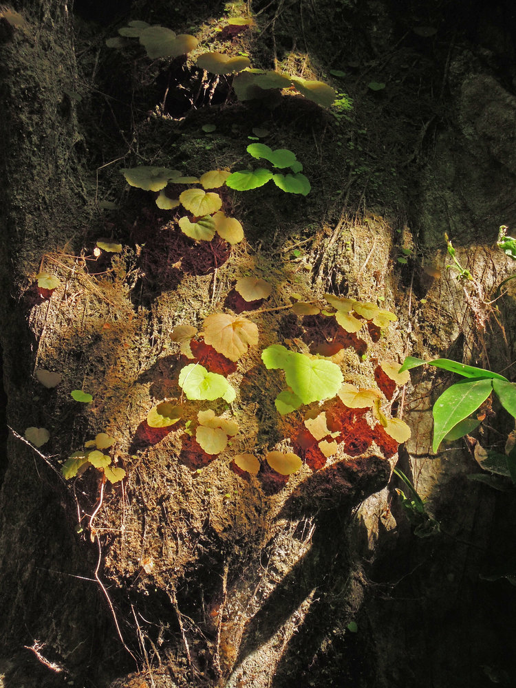 Couleurs et structures des feuilles | Page 4 | Vertical Garden Patrick ...