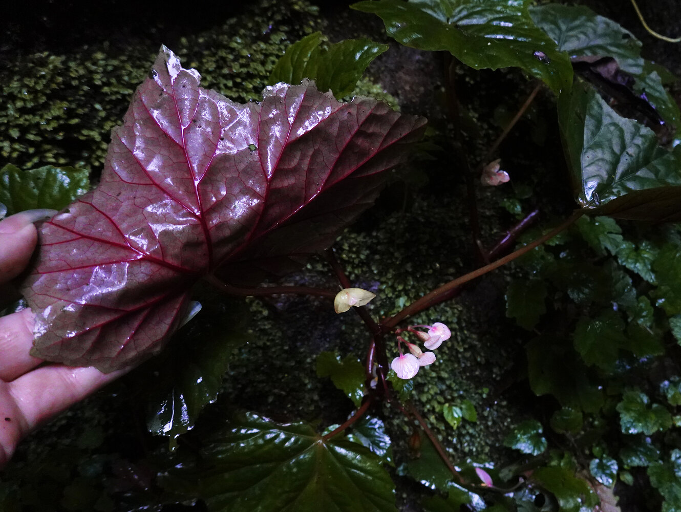 BEGONIAS 2 | Page 10 | Vertical Garden Patrick Blanc