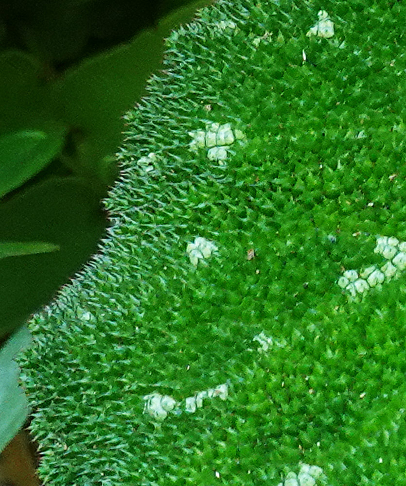 BEGONIAS 2 | Page 8 | Vertical Garden Patrick Blanc