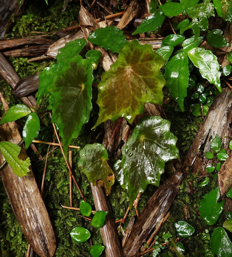 BEGONIAS 2 | Page 5 | Vertical Garden Patrick Blanc