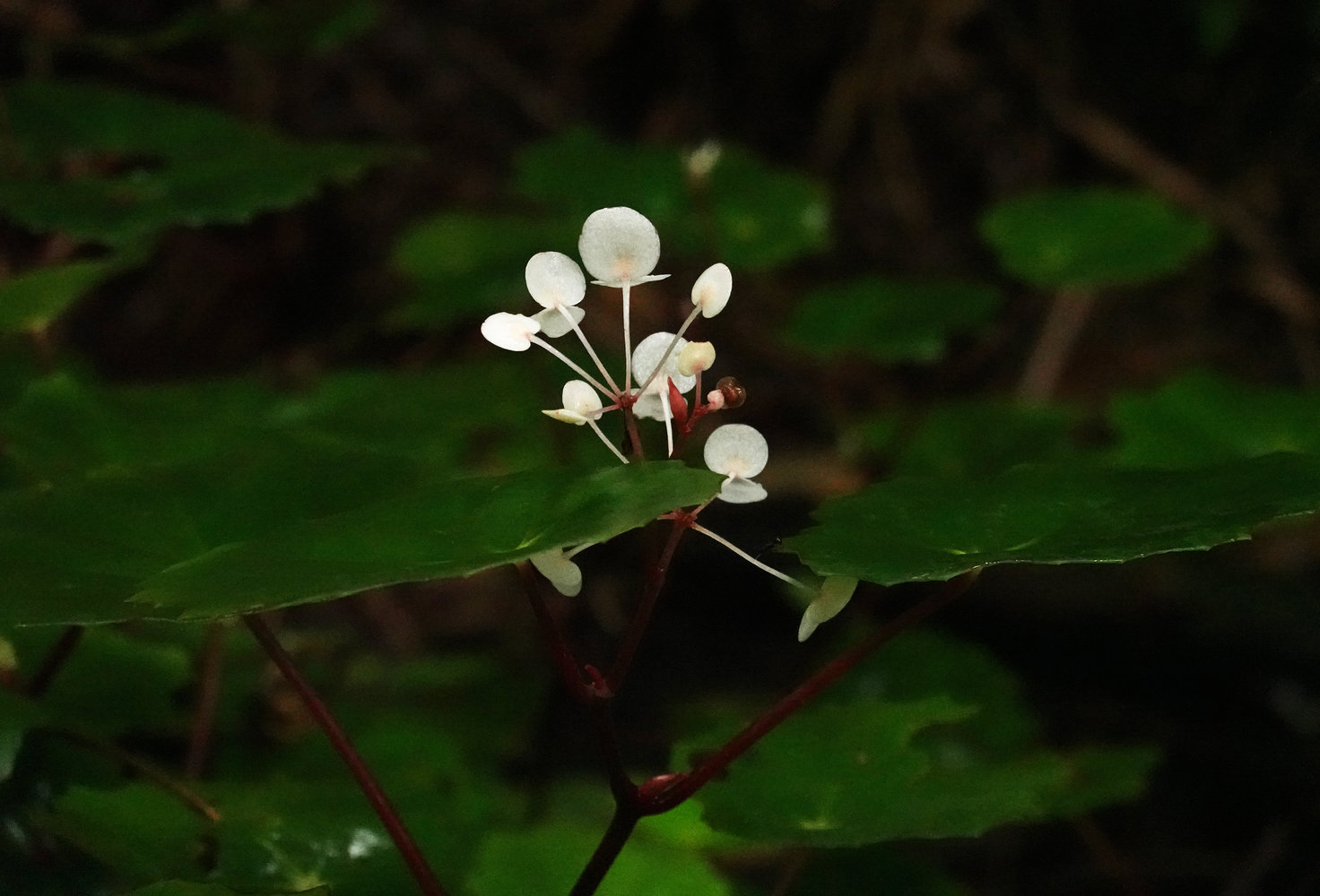 BEGONIAS 2 | Page 5 | Vertical Garden Patrick Blanc