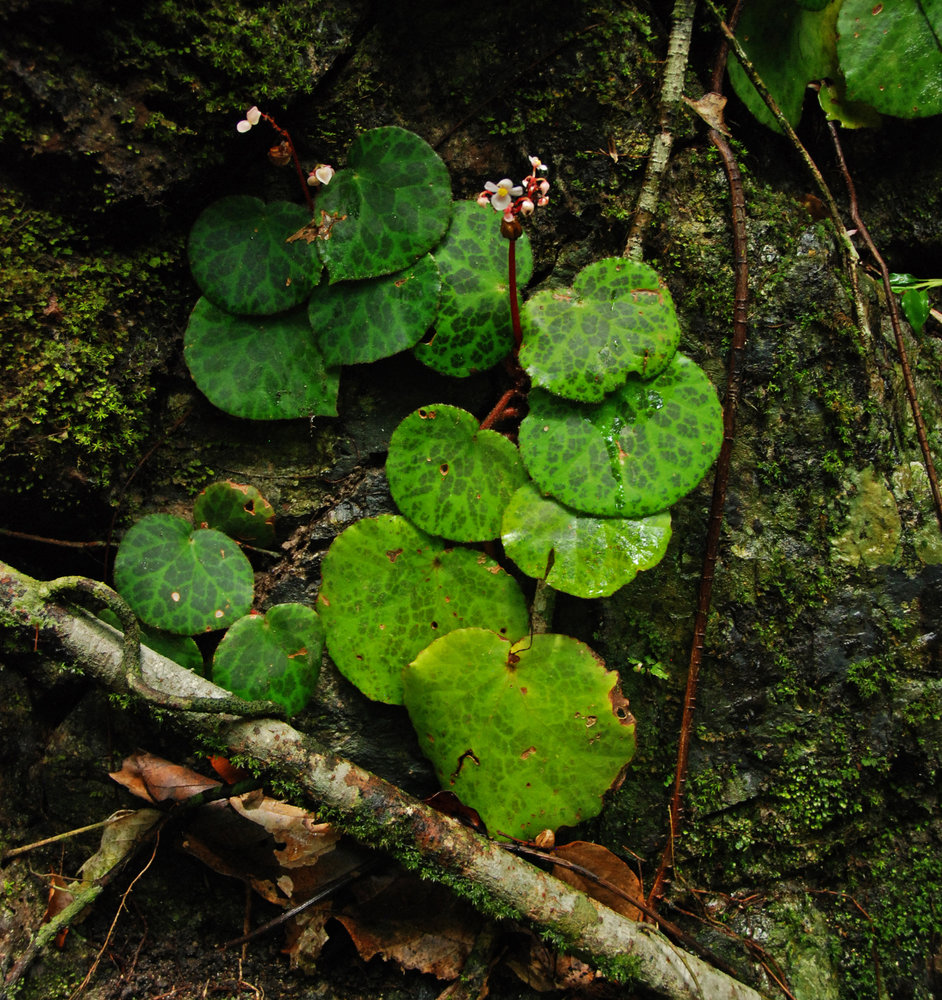 Begonias | Page 5 | Vertical Garden Patrick Blanc