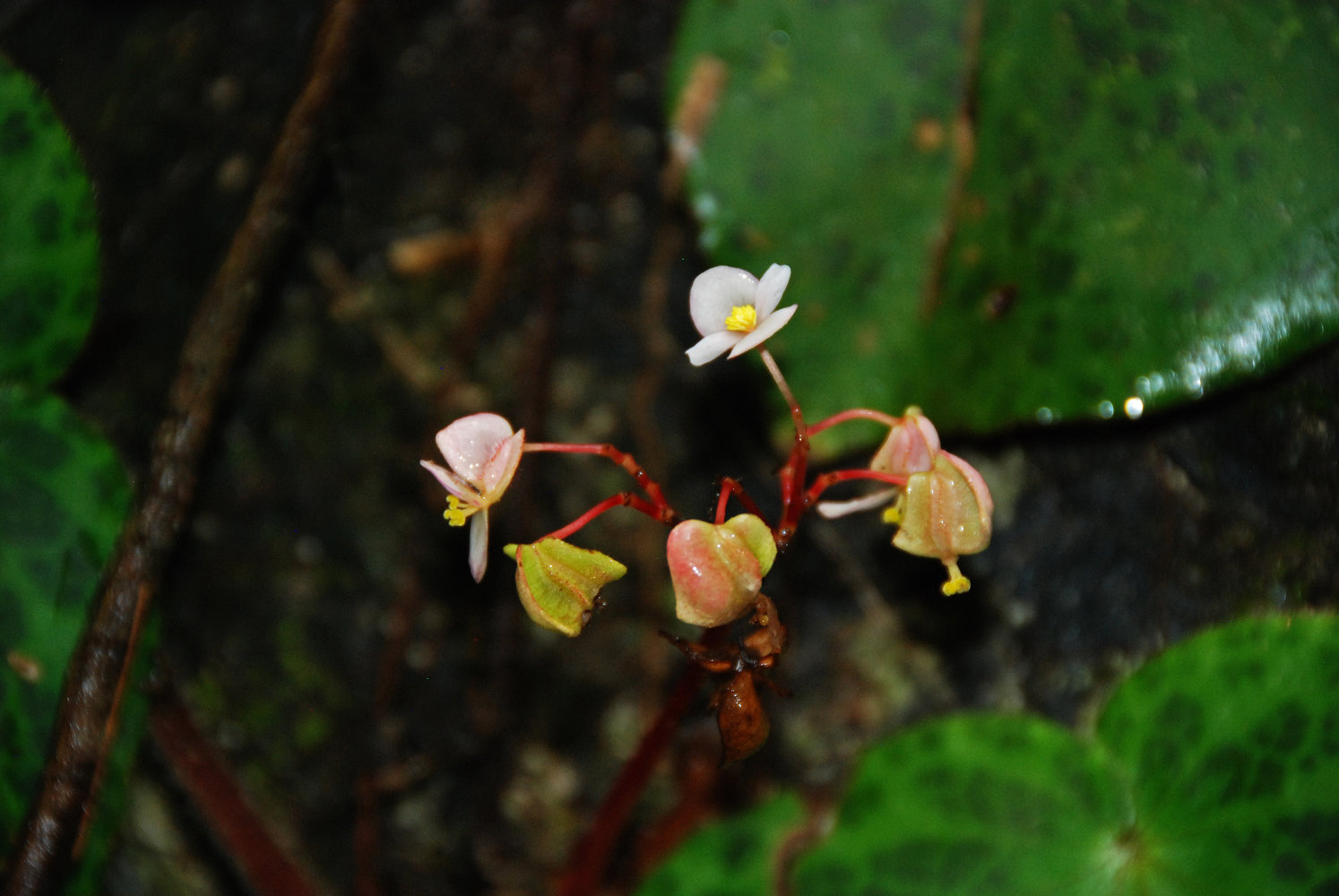 Begonias | Page 5 | Vertical Garden Patrick Blanc