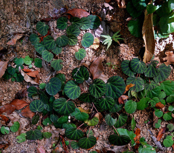 Begonias | Page 4 | Vertical Garden Patrick Blanc