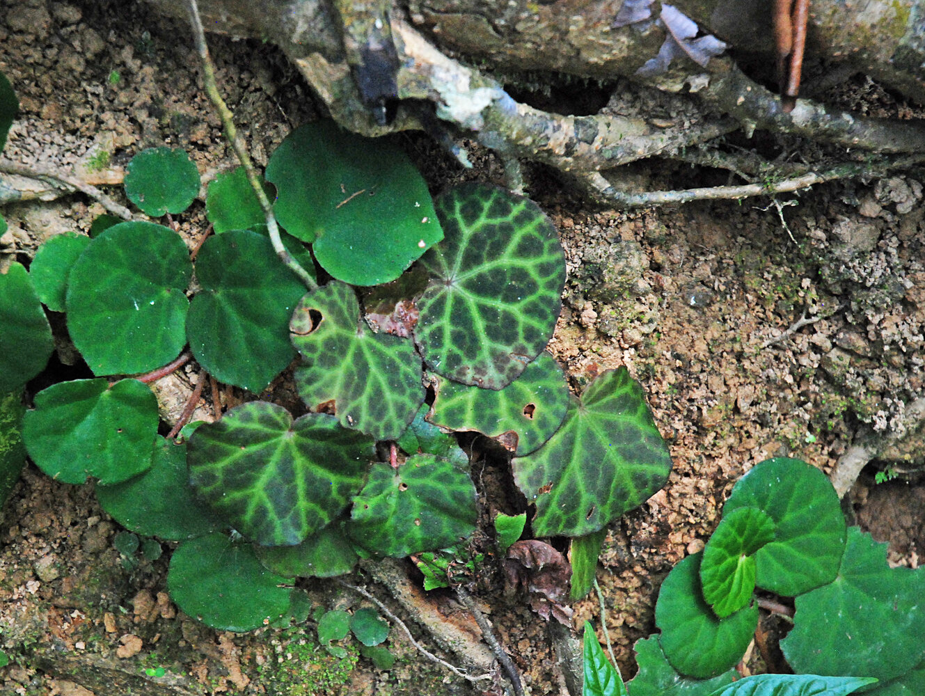 BEGONIAS 2 | Page 9 | Vertical Garden Patrick Blanc