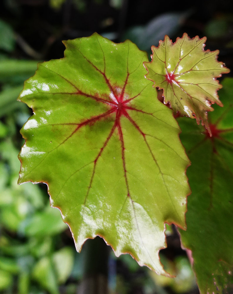 BEGONIAS 2 | Page 5 | Vertical Garden Patrick Blanc