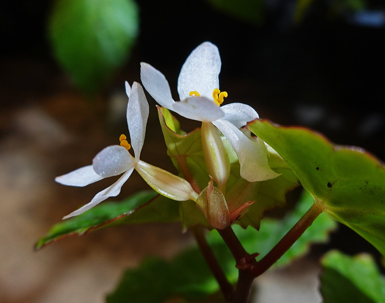 BEGONIAS 2 | Page 6 | Vertical Garden Patrick Blanc