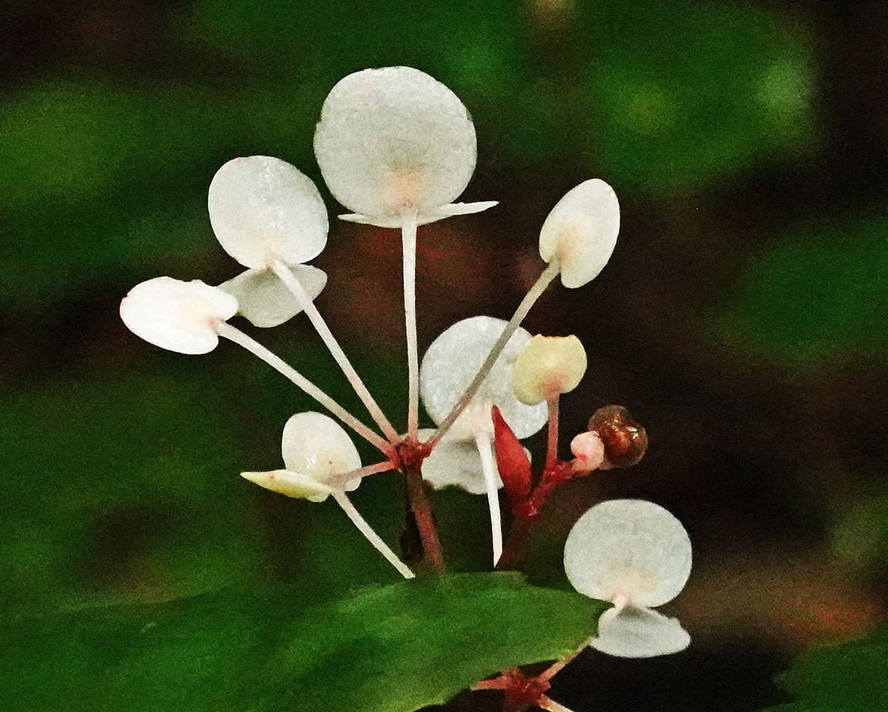 BEGONIAS 2 | Page 5 | Vertical Garden Patrick Blanc