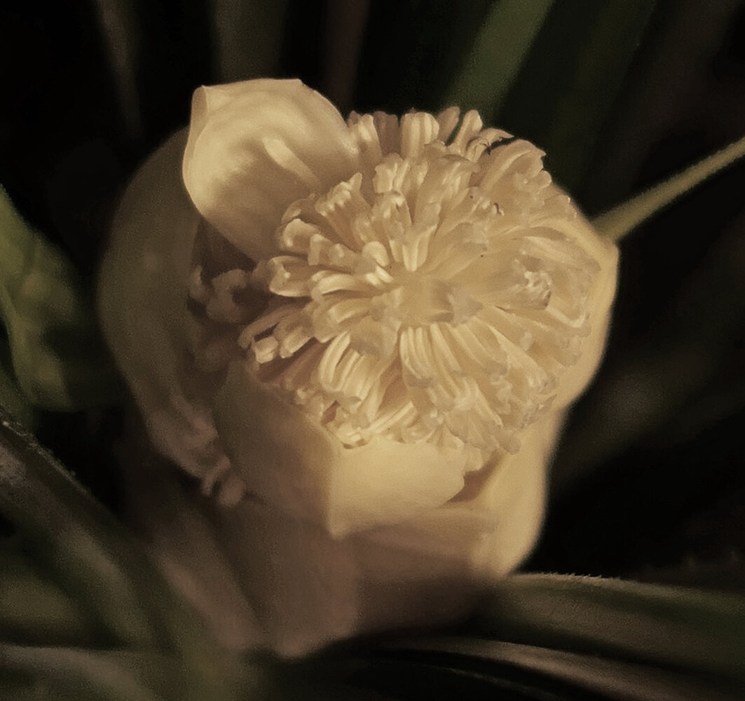 Flowers 2 | Page 5 | Vertical Garden Patrick Blanc