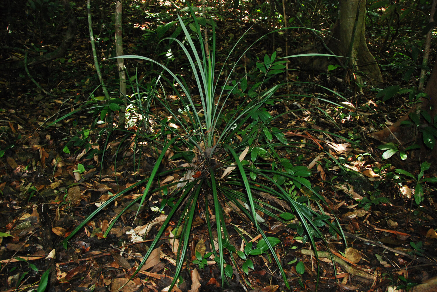 Flowers 2 | Page 5 | Vertical Garden Patrick Blanc
