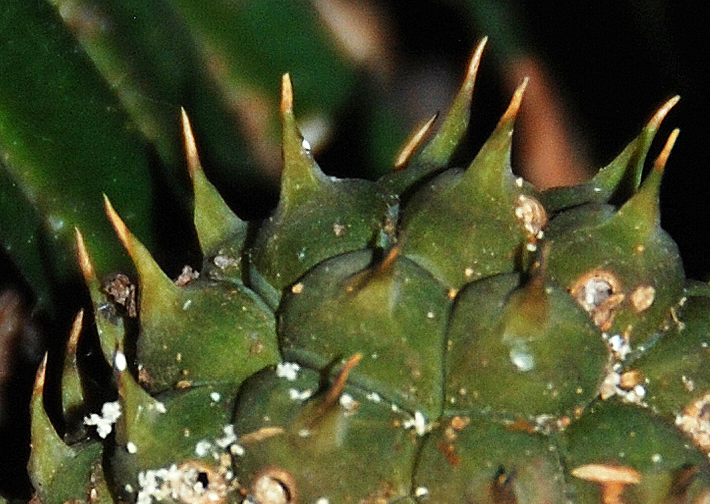 Flowers 2 | Page 5 | Vertical Garden Patrick Blanc